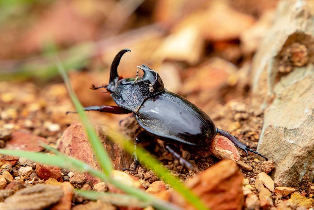 Exotische Tiere im Garten: Tipps und Rechtliches