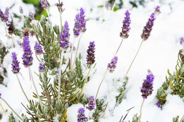 Winterharte Gartenblumen für Ihren Garten