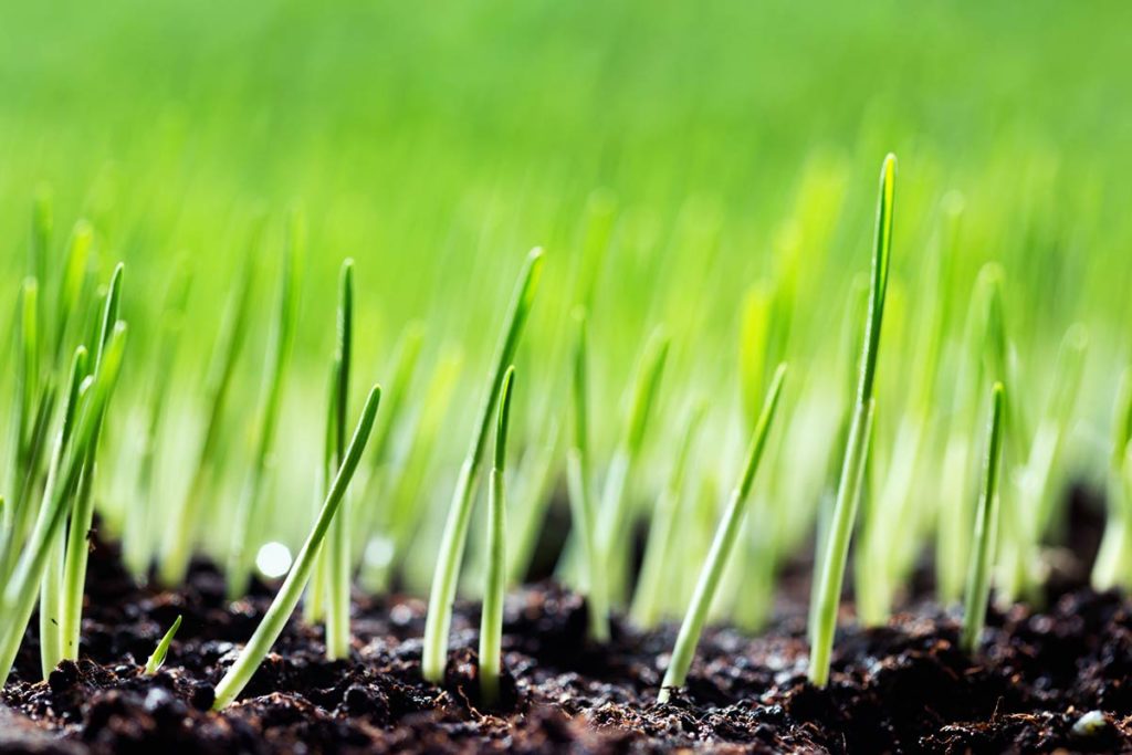 Wann Rasen säen? | Aussäen Anleitung | Richtiger Zeitpunkt