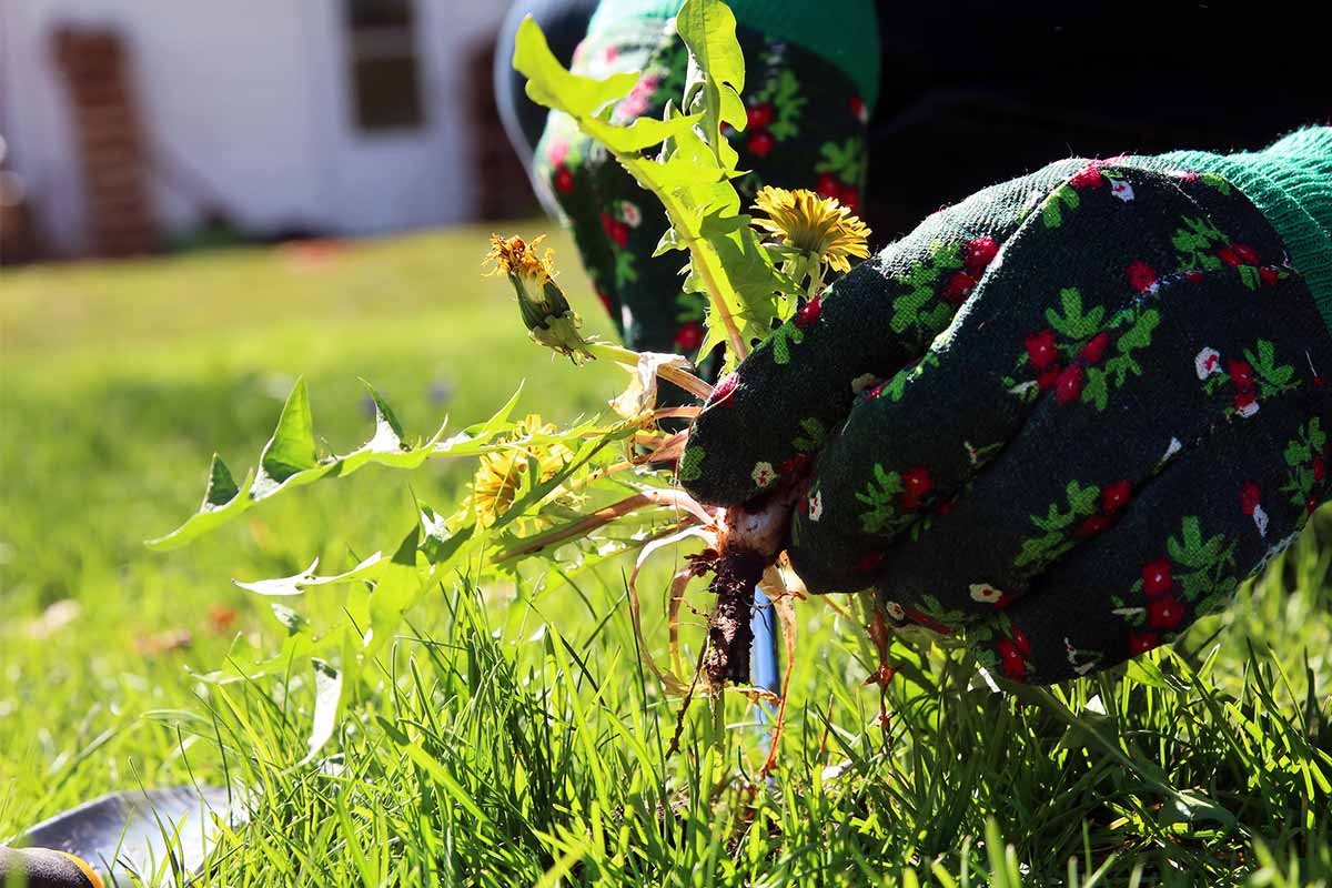 Löwenzahn bekämpfen: So werden Sie ihn effektiv los