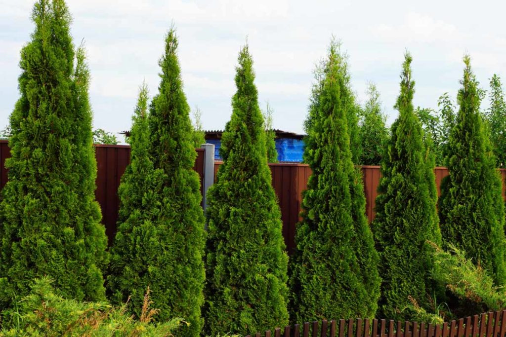 Die Top 10 der beliebtesten Hecken | mit Bildern