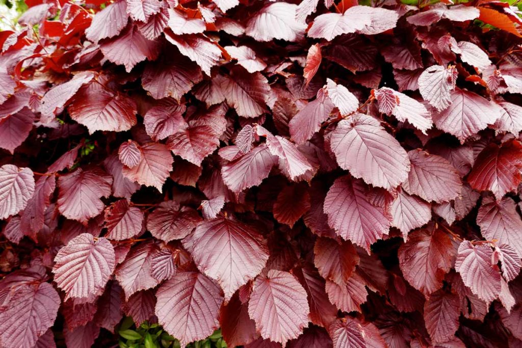 Die Top 10 der beliebtesten Hecken | mit Bildern